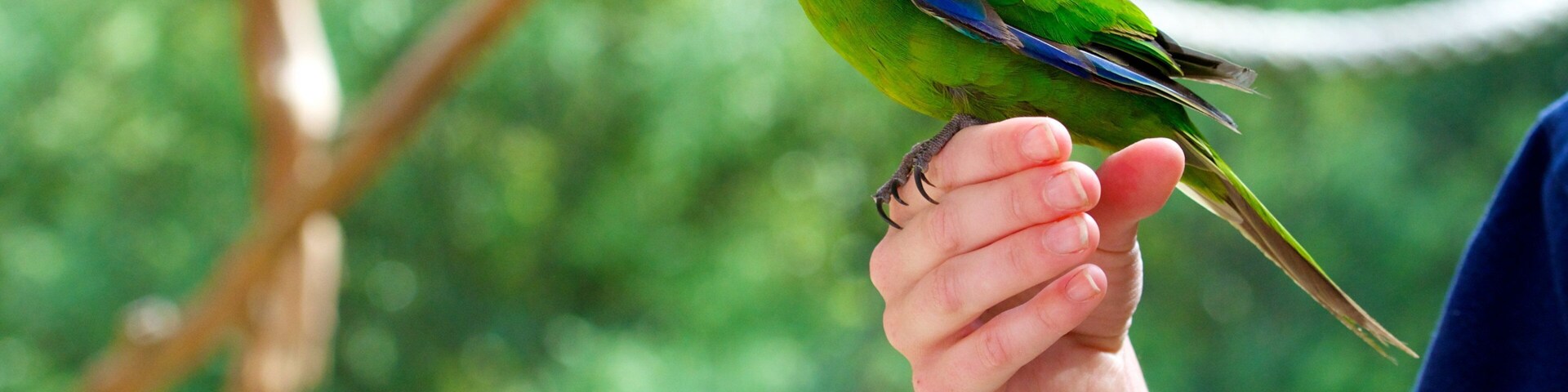 Um papagaio verde pousado na mão de uma pessoa.