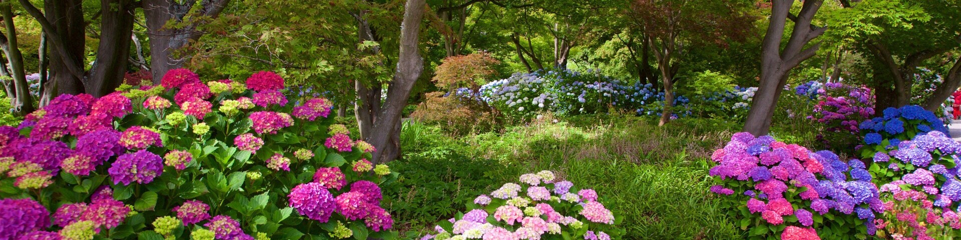 Christchurch Botanic Gardens mostrando um jardim e flores