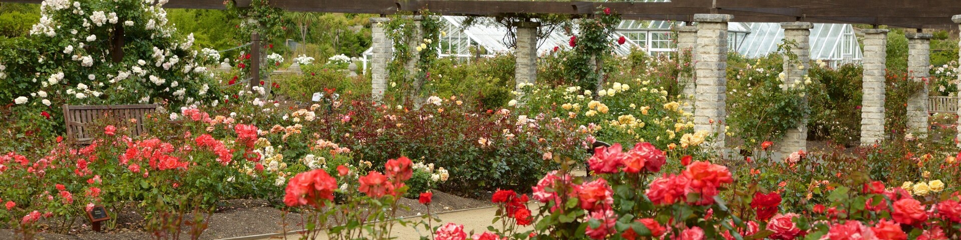Um jardim com diversas rosas em plena floração, um banco de madeira e um estufa ao fundo.
