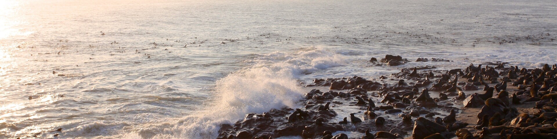 Uma costa rochosa com ondas quebrando nas pedras e um pássaro ao longe voando sobre a água.