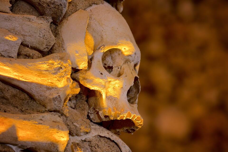 Visão detalhada de um crânio fossilizado, com estruturas ósseas visíveis e um tom dourado.