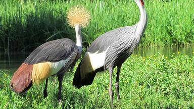 Duas aves com cristas marcantes em uma área gramada perto da água.