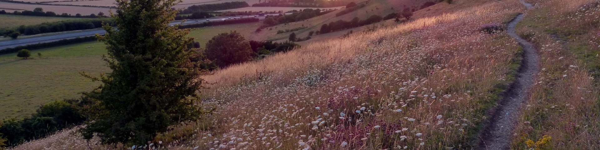 Aston Rowant, Oxon. SU 729896