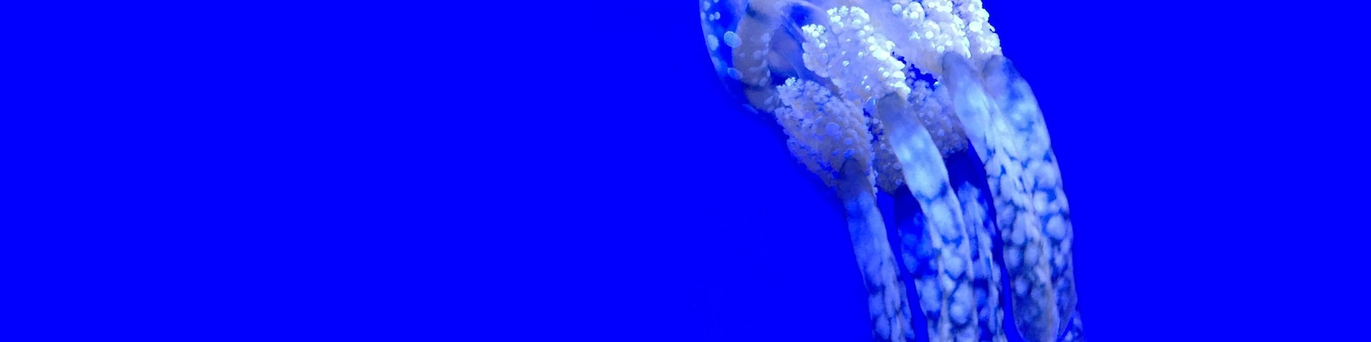 Uma água-viva com manchas brancas e tentáculos contra um fundo azul.