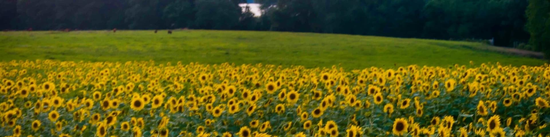 Yesterday was about a burst of colors and giant sunflowers swaying in the breeze with a fun gang for company.
Buttonwood Farm is holding a Sunflowers for Wishes Fundraiser from July 23 - 31st, 2016. The fundraiser is to benefit the Make-A-Wish Foundation of Connecticut, a non-profit organization devoted to making wishes possible for children with life-threatening medical conditions. Go there till the beauty lasts ;)
#scenesofct #NewEngland
