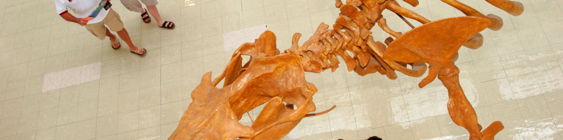 Museu de HistĂłria Natural que inclui vistas internas