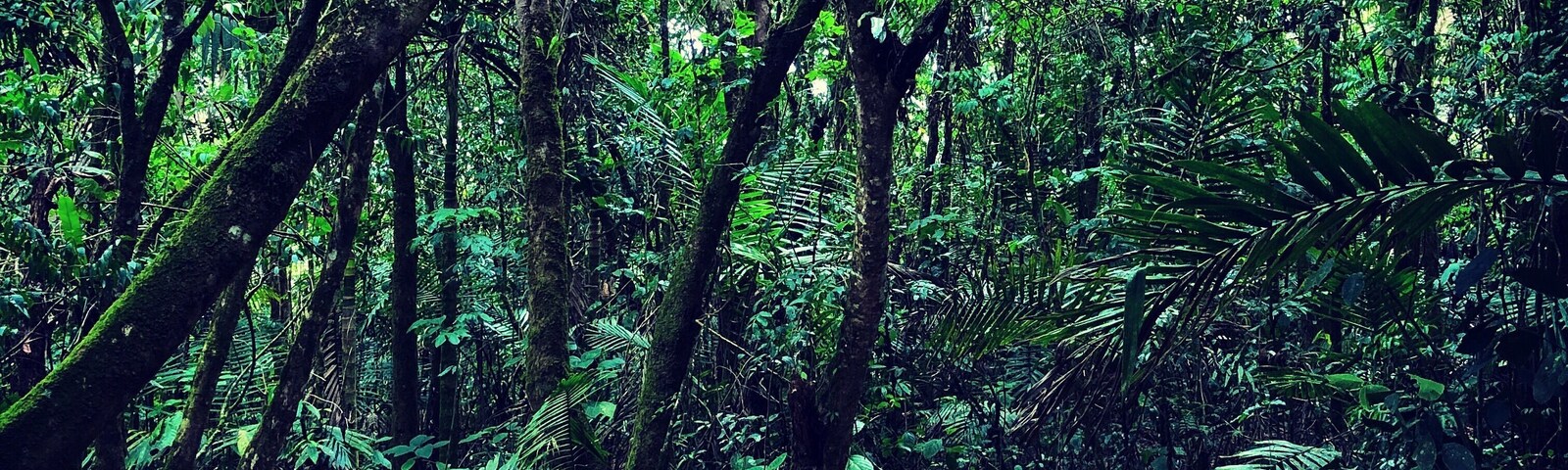 Uma floresta densa com diversos tipos de árvores e uma área com bancos.