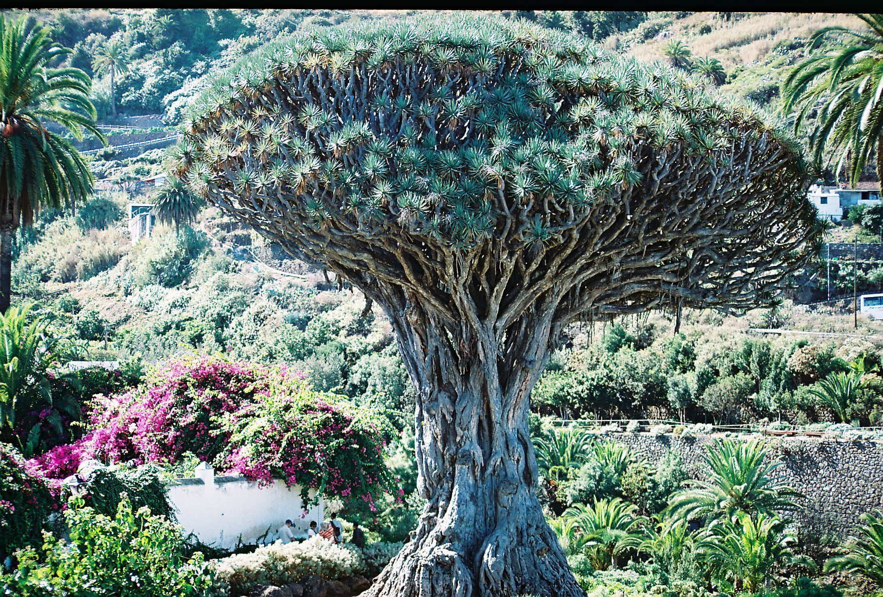 Uma árvore grande com tronco espesso e copa extensa, cercada por vegetação exuberante e plantas floridas.