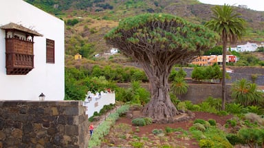 Uma árvore grande com tronco robusto e copa larga, rodeada por um jardim com diversas plantas e um edifício branco com molduras de madeira nas janelas.