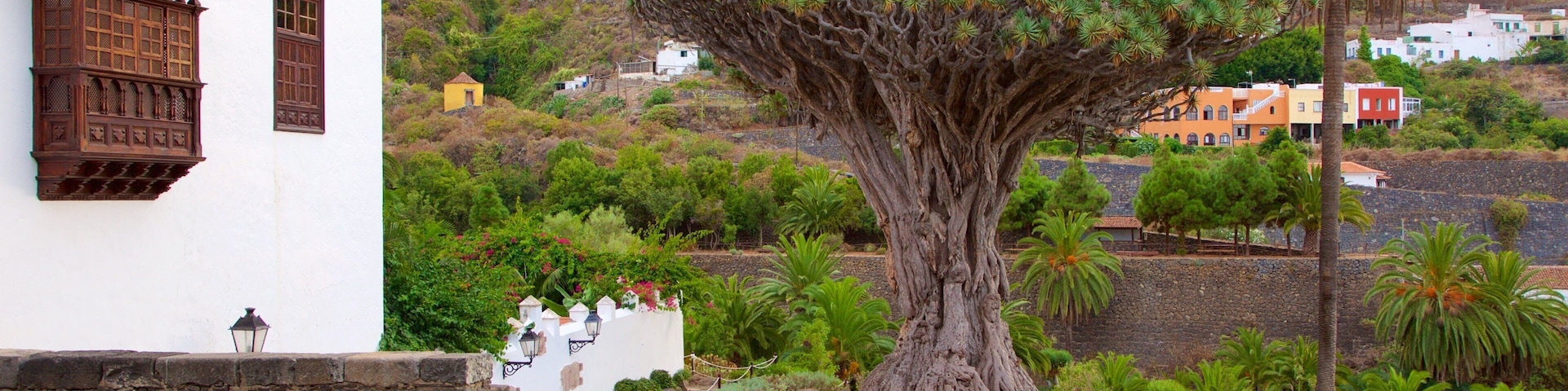 Icod de los Vinos featuring a garden