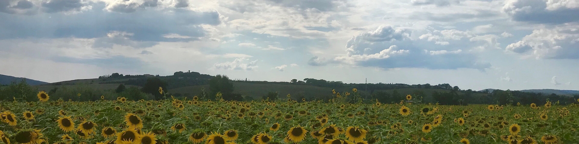 While driving through Tuscany I saw so many beautiful sunflowers! In August you can find them everywhere you go ! 
#Nature
#LifeAtExpedia
#sunflowers