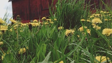 Um celeiro vermelho com telhado escuro, cercado por grama alta e flores amarelas.