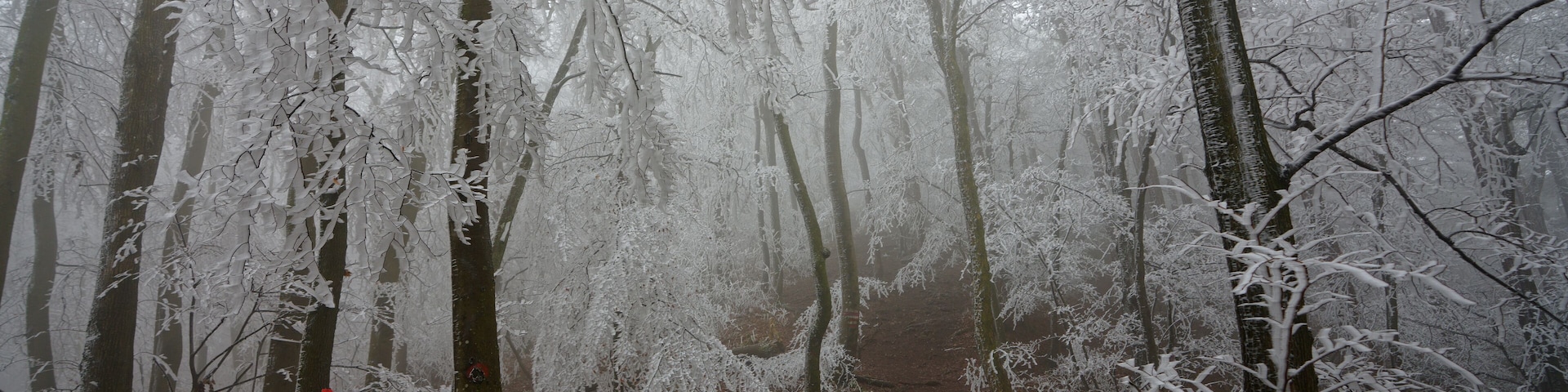 Uma trilha na floresta coberta de neve.