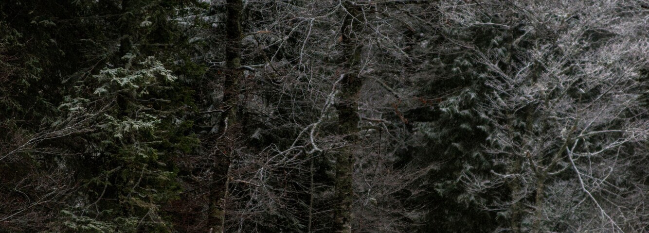 Uma pessoa esquiando em um caminho coberto de neve por uma floresta densa.