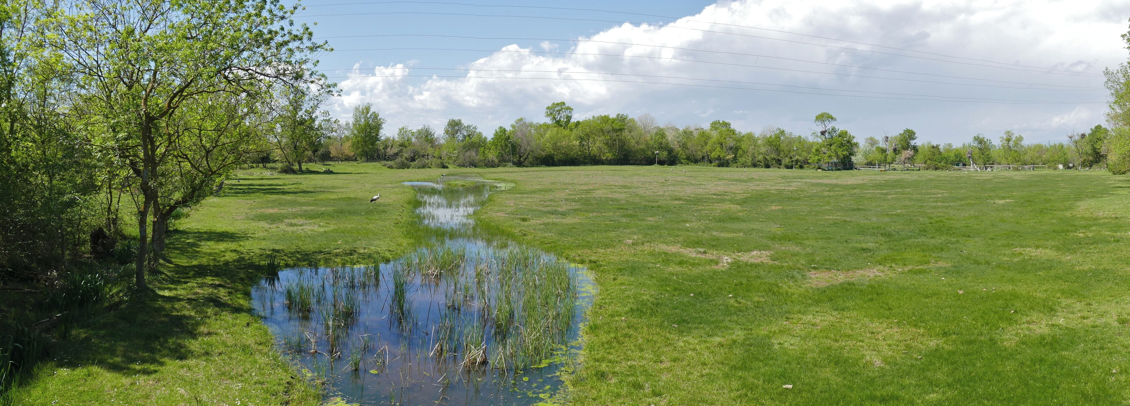 Um campo gramado com um pequeno lago e árvores.