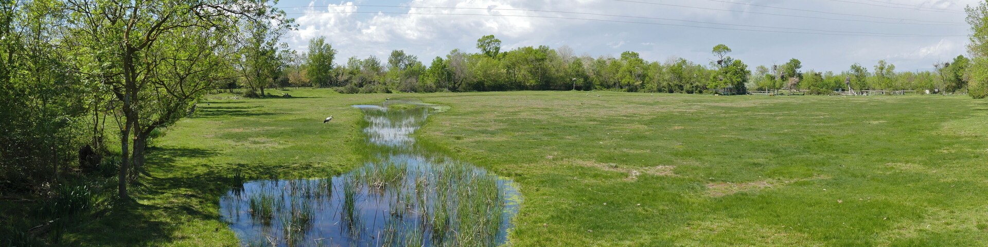 Um campo gramado com um pequeno lago e árvores.