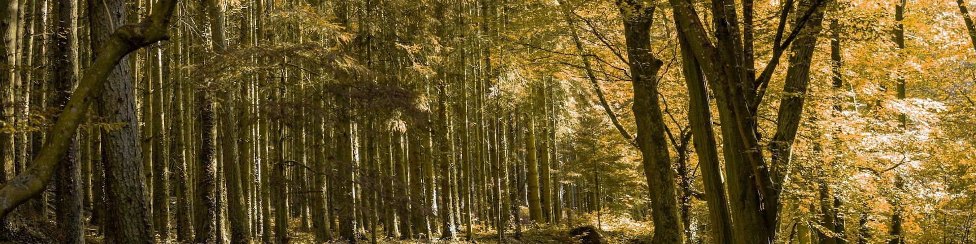 Awesome nature with a long river en small waterfall. Really nice hike area in The Ardennes in Belgium.
#nature
#nature photo contest