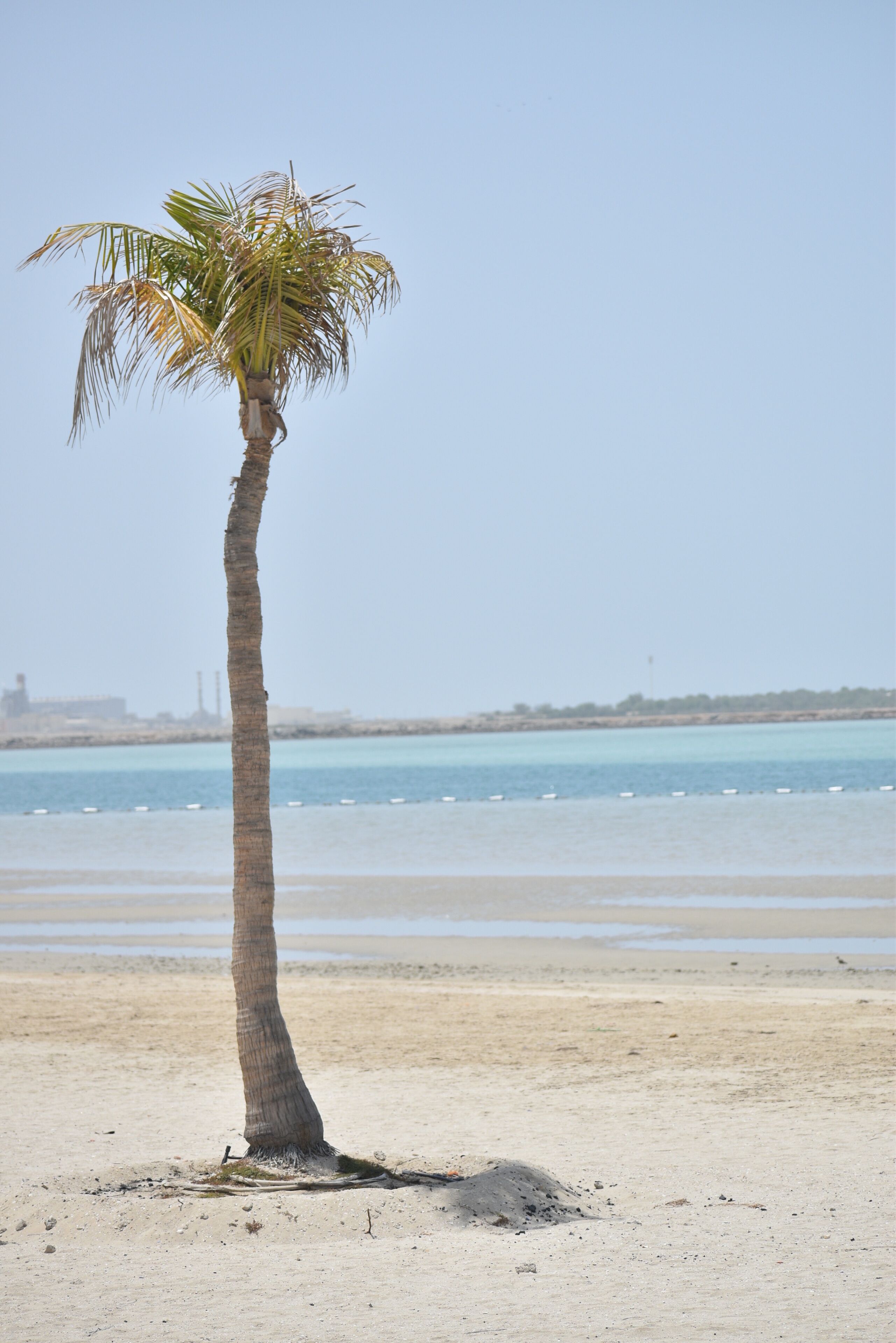 Uma única palmeira numa praia arenosa, com mar calmo e estruturas industriais ao fundo.