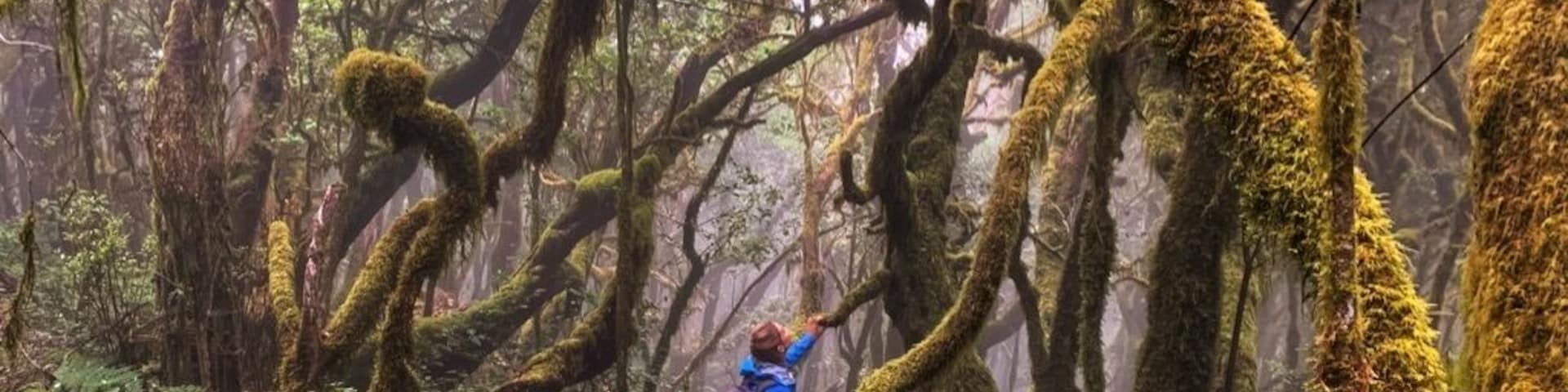 Dozens of trails wind there way through the ancient laurel forests in Garajonay National Park. These ancient trees are covered on all sides by moss, creating a fairytale setting.