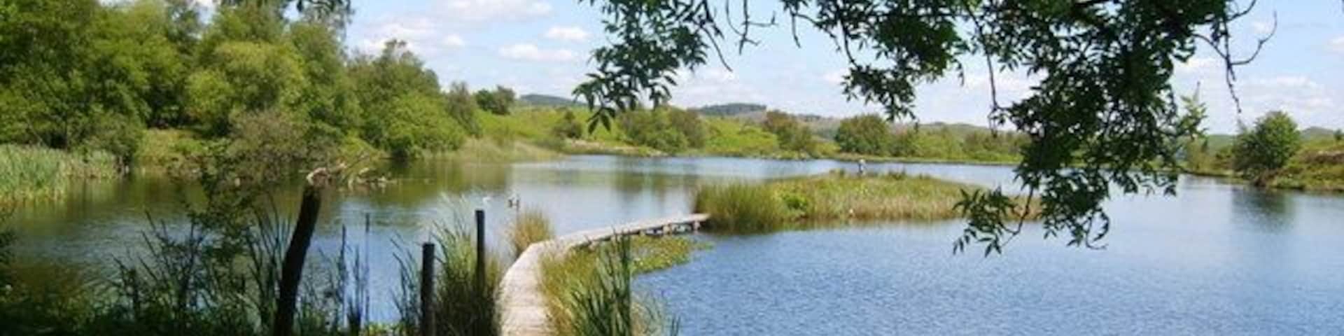 Um calçadão de madeira que leva a um lago calmo, rodeado por vegetação exuberante e árvores.