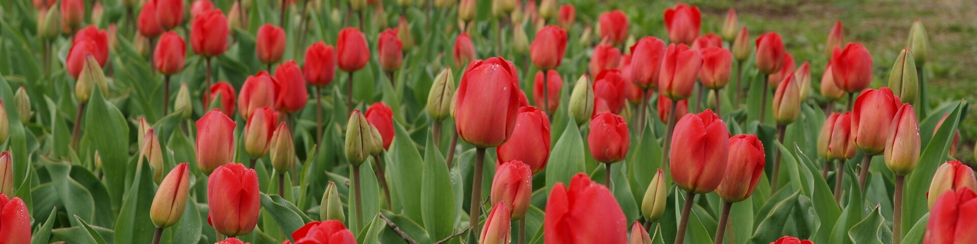 Um campo de tulipas vermelhas com folhas verdes e algumas árvores ao fundo.
