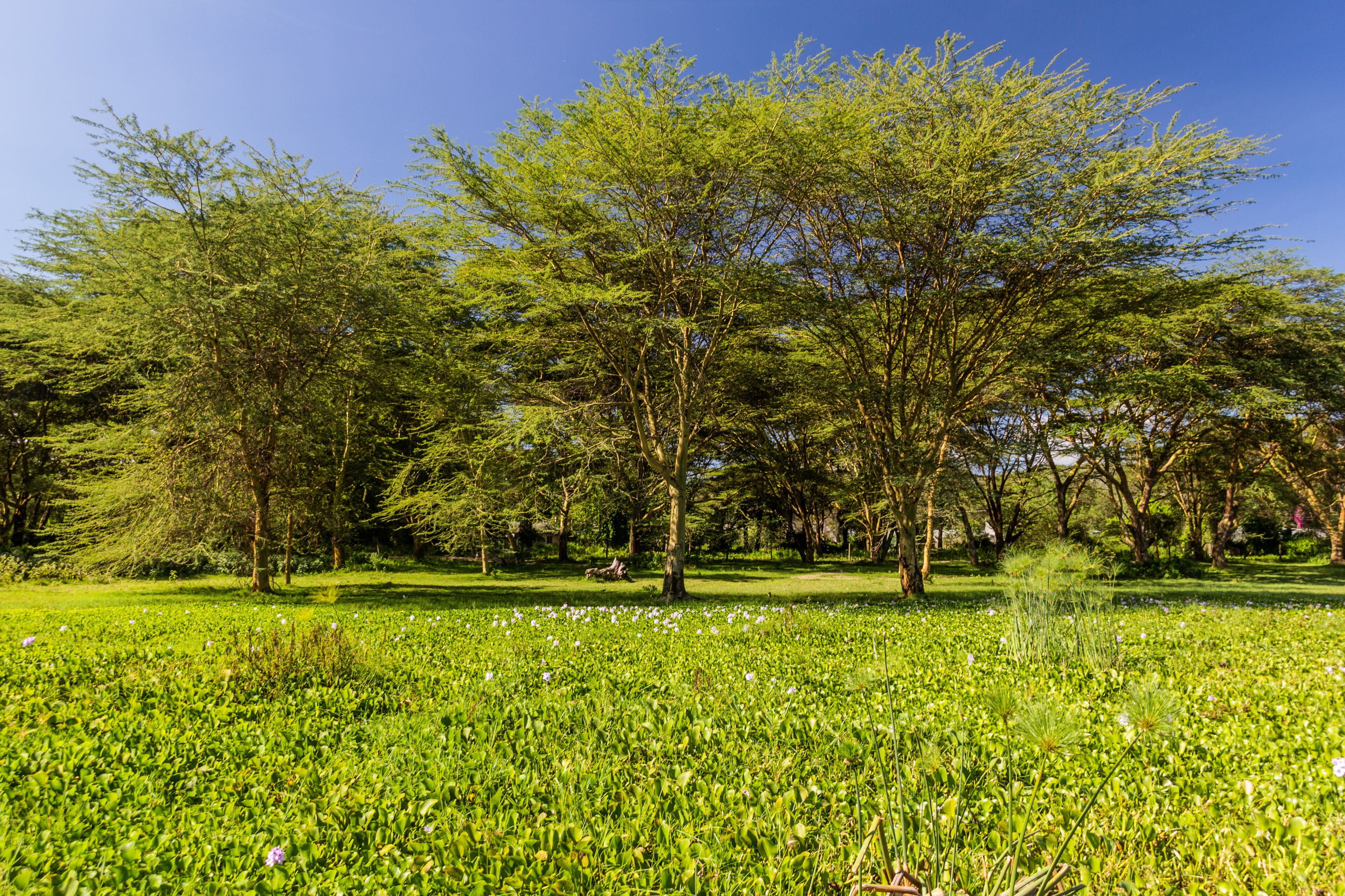 Um parque com grama verde, árvores e um céu azul claro.