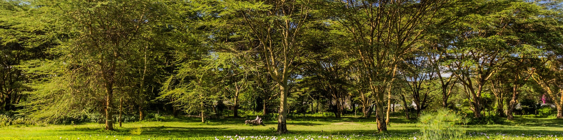 Um parque com grama verde, árvores e um céu azul claro.