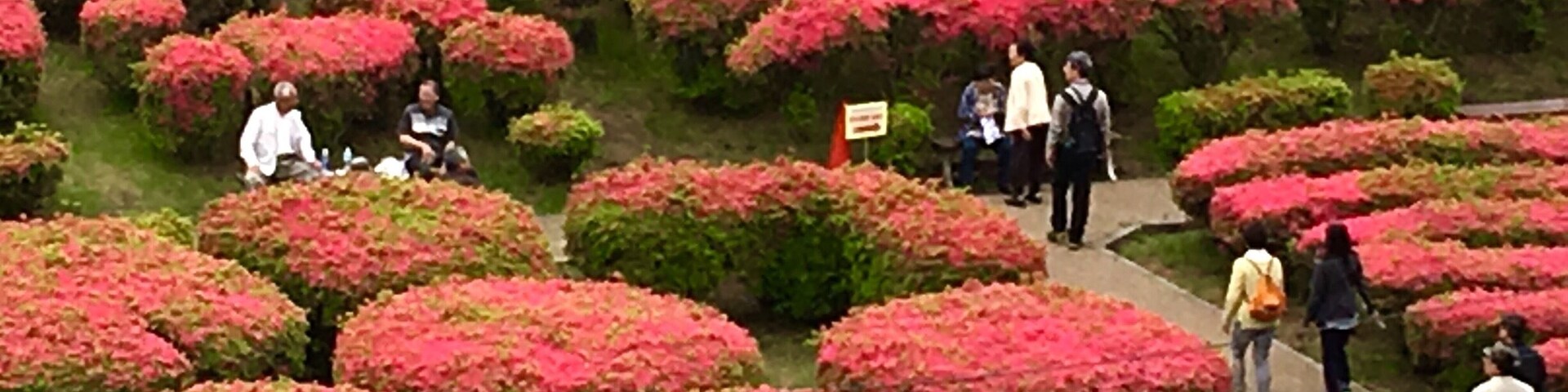 Spring time in Ito! Beautiful azaleas!