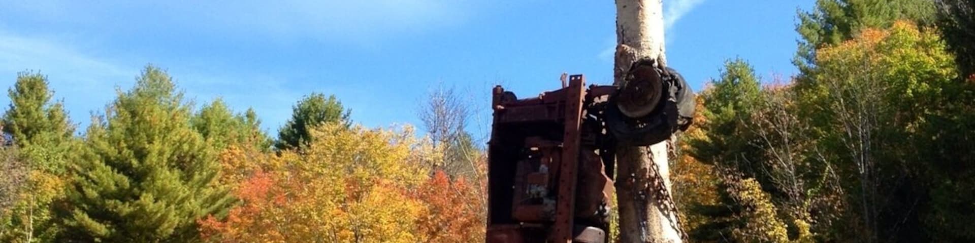 A tractor up a tree! And, there's a picnic table underneath.