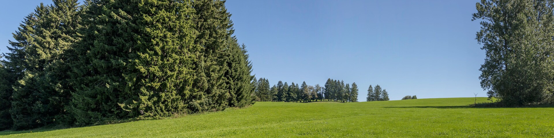 Um campo gramado com árvores perenes altas e um céu azul límpido.