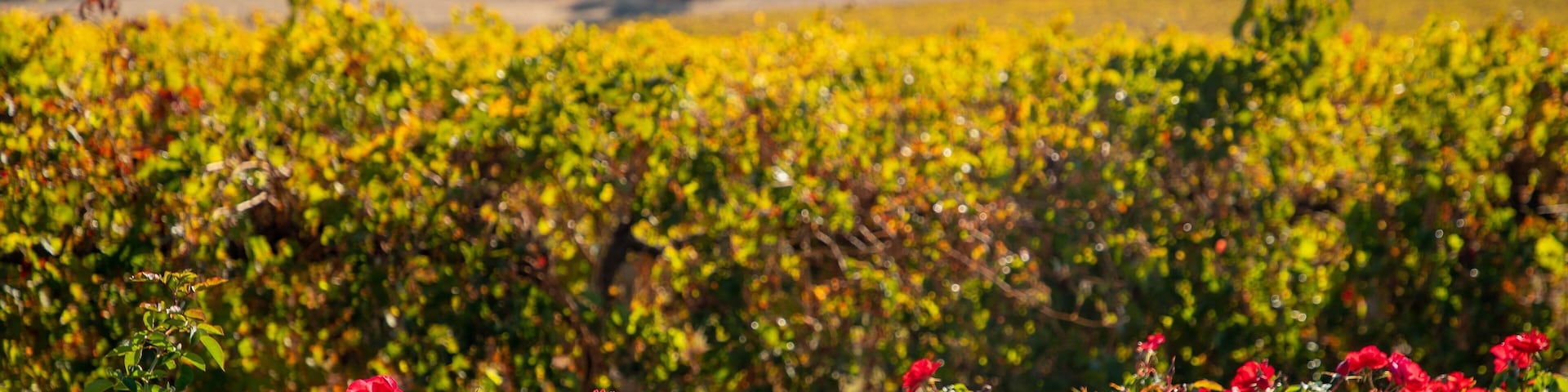 Lyndoch which includes wildflowers and tranquil scenes