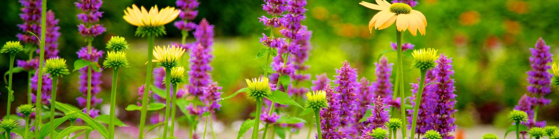 Toronto Botanical Garden featuring a garden and flowers