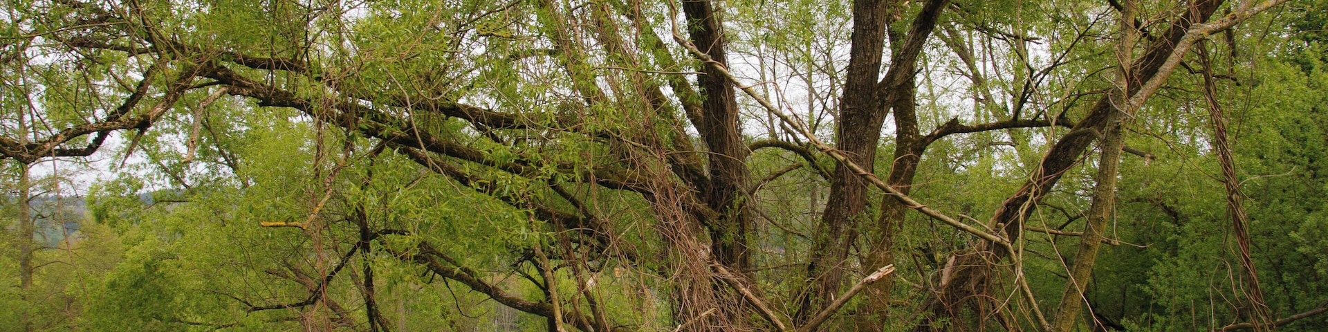 Bewachsener Baum im Naturschutzgebiet „Kinzigaue bei Gelnhausen“