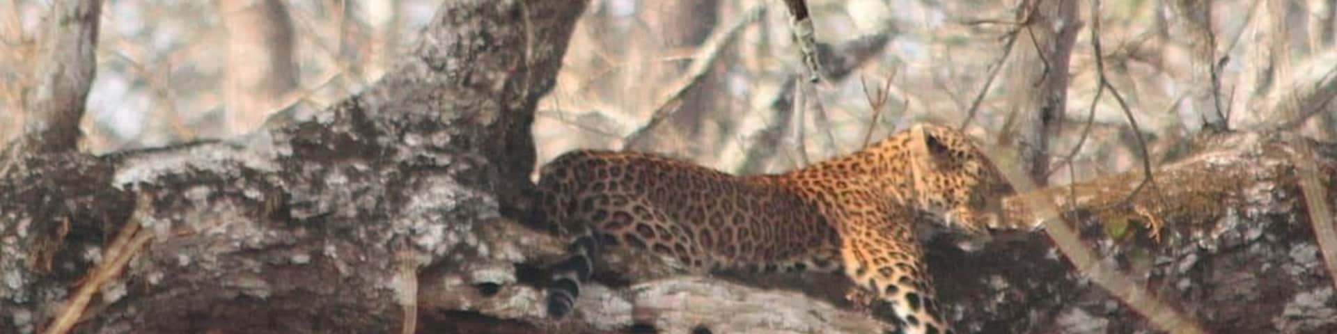 India has 4 big cats (lions, tigers, leopards