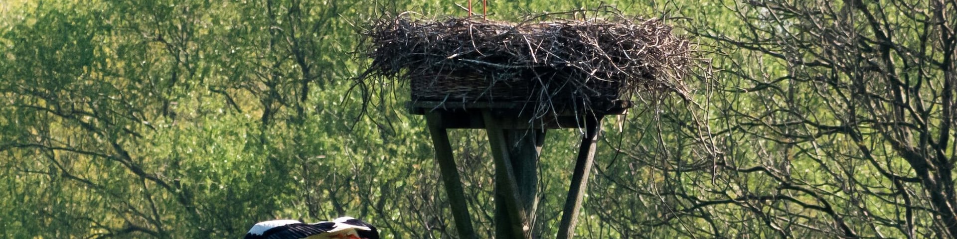 There are several storks nests at the Rheinaue Walsum.