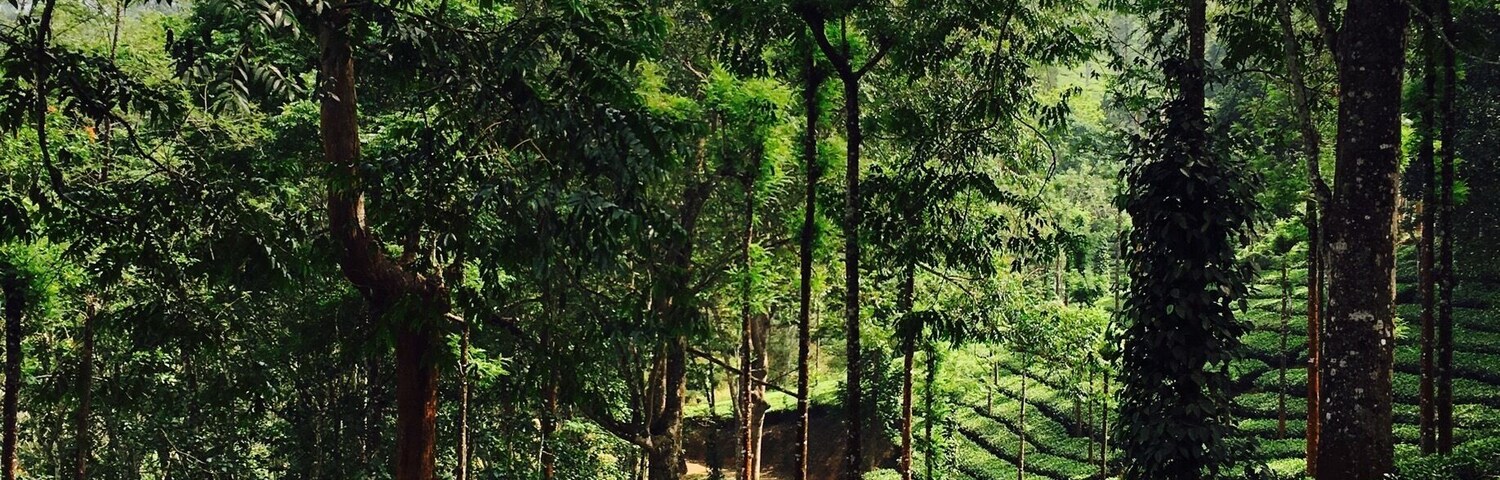 Quaint walking trails🍁 #teaplantations #bandipur #wayanad