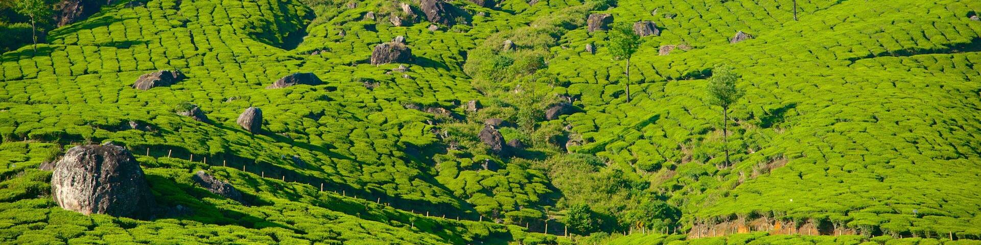 Idukki District which includes tranquil scenes