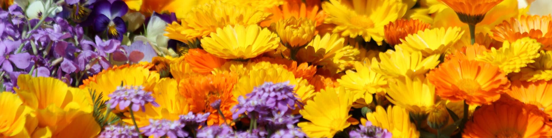 Found this fresh flowers on a Shikara in Nigeen Lake, Srinagar, India ringing in the #SpringFun.
You can cut all the flowers but you cannot keep the spring from coming!