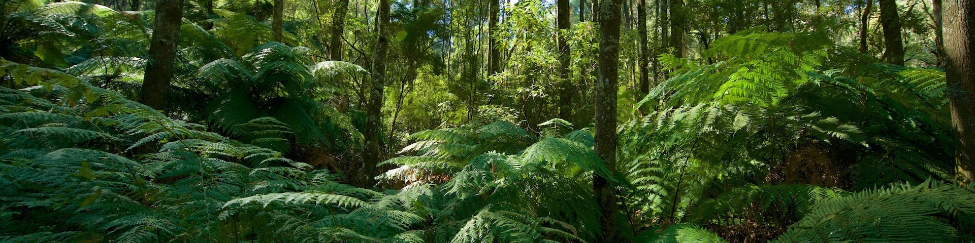Uma floresta densa com árvores altas e samambaias verdejantes.