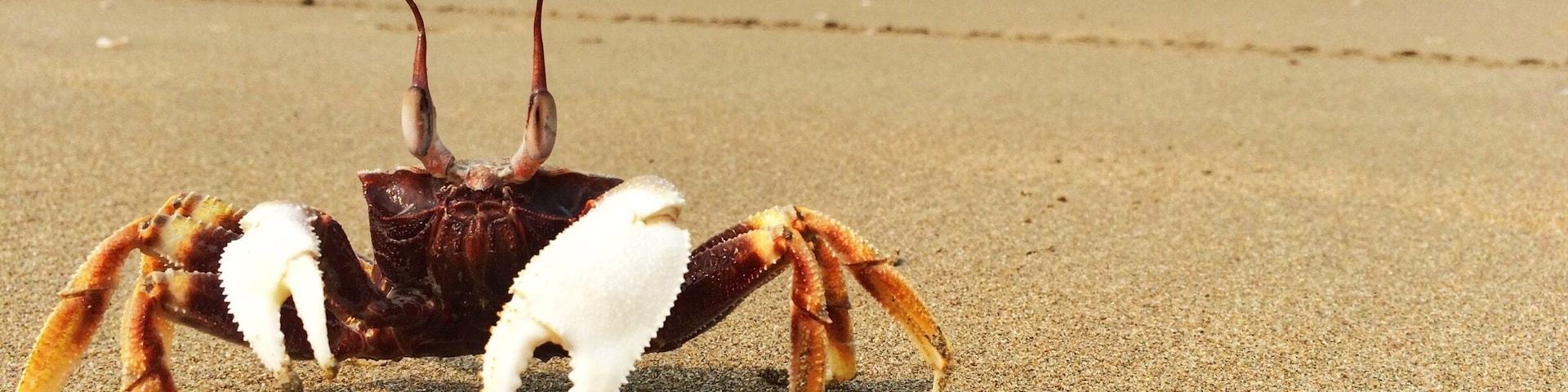 Met this little fellow on the Arossim beach in South Goa. Arossim is a not very frequented beach - quiet and secluded. It was heaven in March ..warm water, sunny skies and a chance to watch the local fishermen at work.