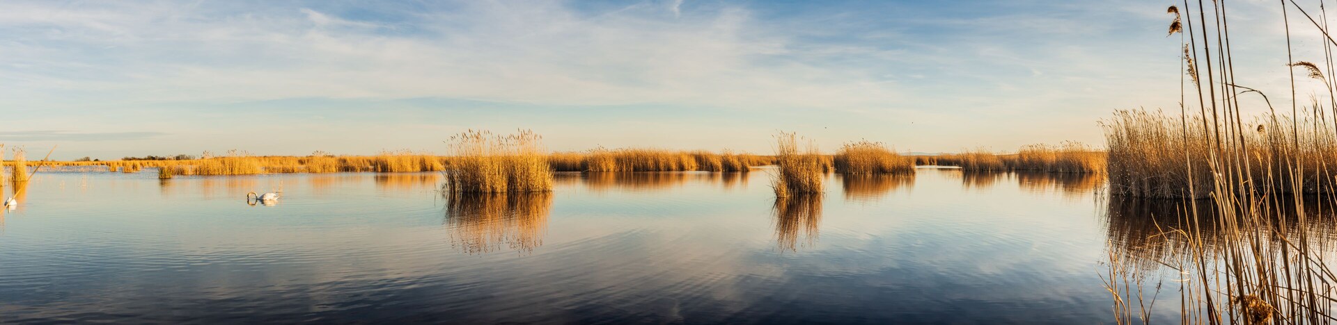 Um lago tranquilo com juncos altos e céu limpo.