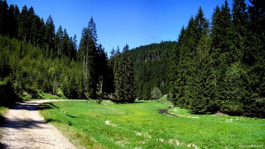 Uma trilha de terra serpenteia por uma área florestada, com árvores verdes e um céu azul límpido.