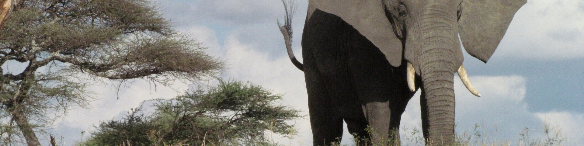 Um elefante parado em um campo gramado, com árvores ao fundo.
