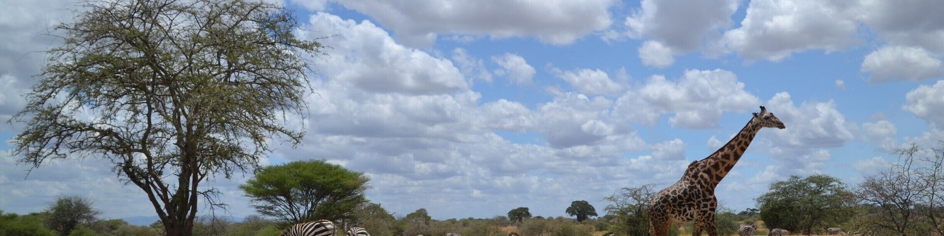 A common scene at the national parks of Tanzania. This one is from the Tarangire national park, where I got to see wild animals like lions, wildebeests, zebras, giraffes and lots of impalas and other antelopes and deers.
#tanzania #wildlife #safari #nature #landscape #africa