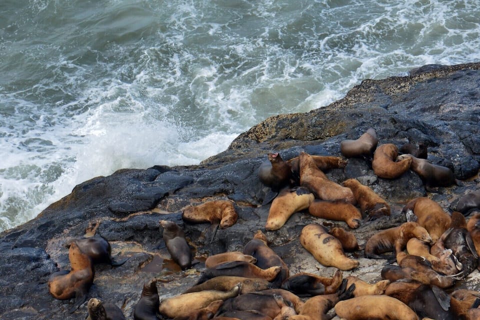 Uma linha costeira rochosa com um grande grupo de lobos-marinhos descansando sobre as rochas perto da água.