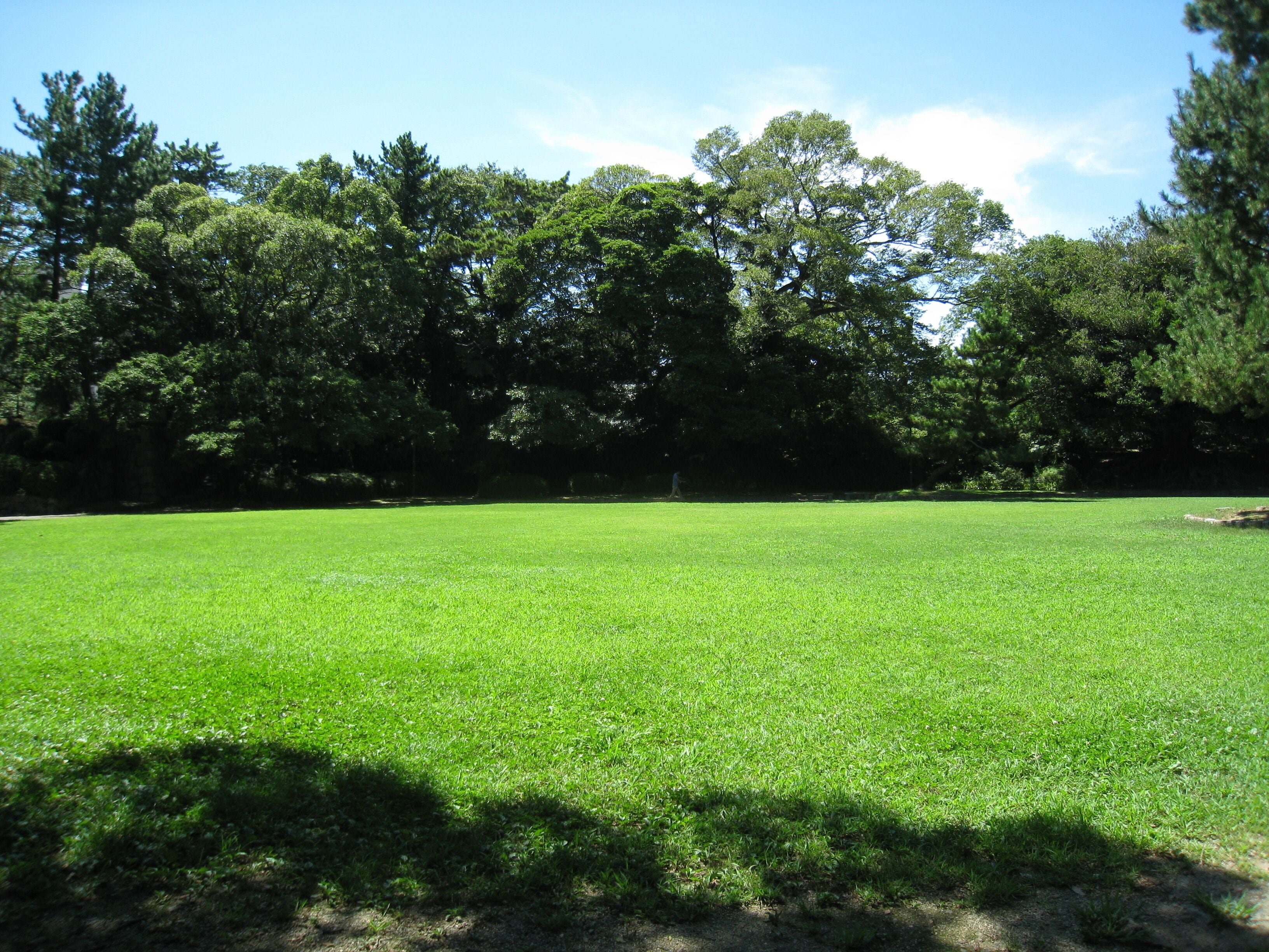 Um campo verdejante com uma floresta densa ao fundo.