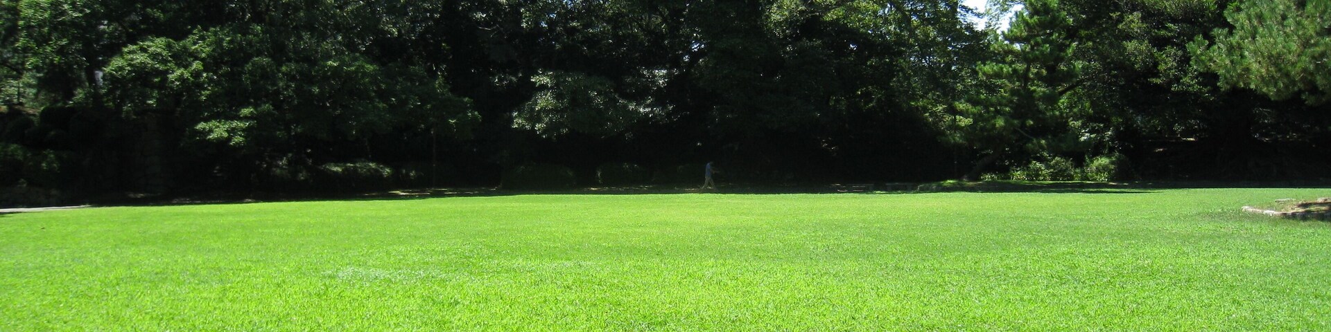 Um campo verdejante com uma floresta densa ao fundo.