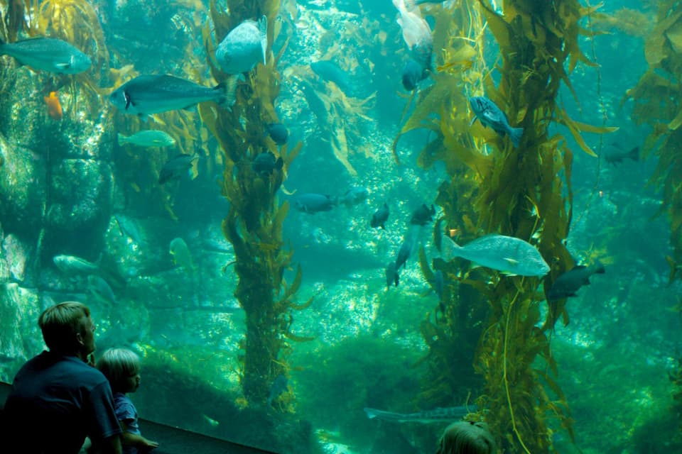 Um aquário com diversos peixes nadando entre algas marinhas e rochas.