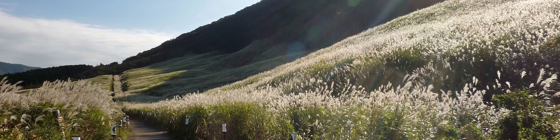 仙石原のすすき草原(神奈川県箱根町)