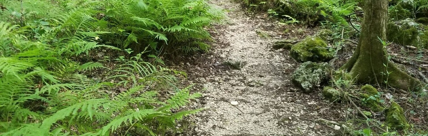 So many beautiful ferns are a sign on a healthy ecosystem.